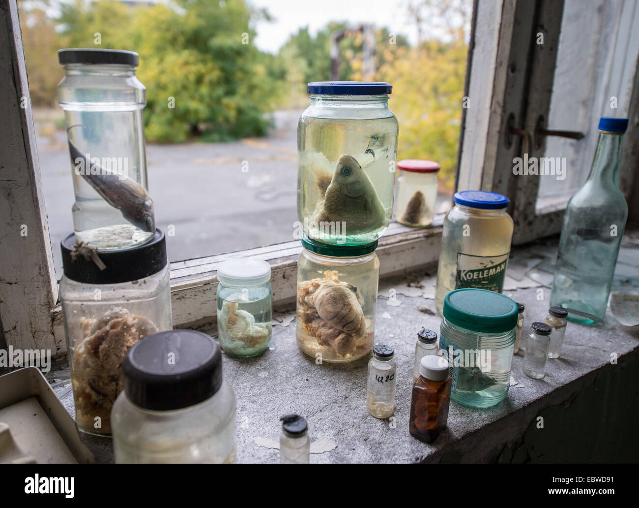 former radio-ecological laboratory (fish farm before accident) in ...