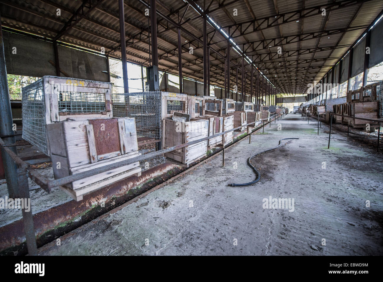 Hatching cages in former radio-ecological laboratory (fish farm before ...