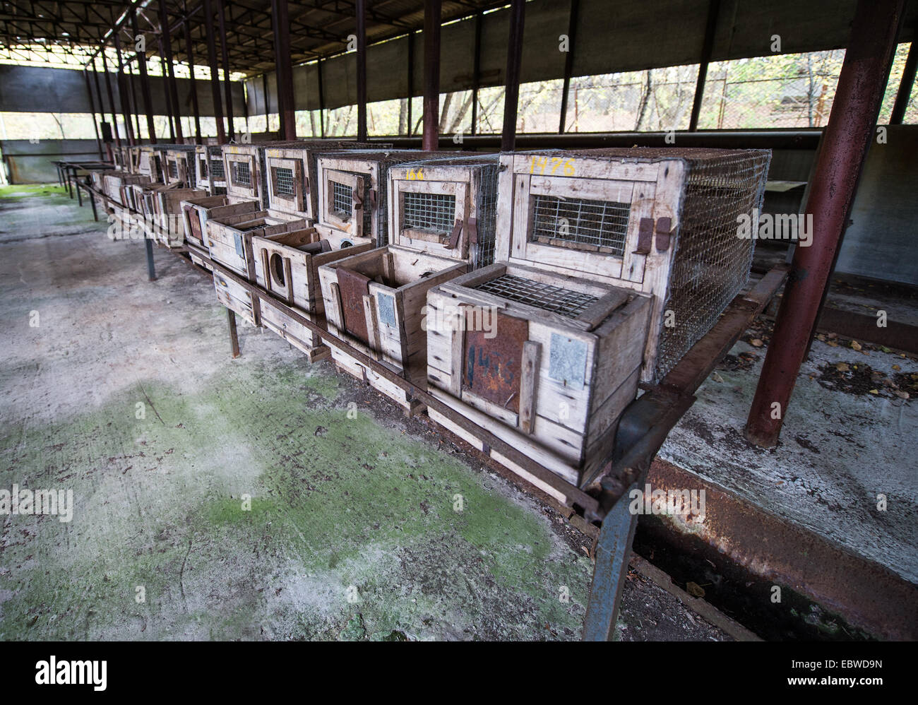 Hatching cages in former radio-ecological laboratory (fish farm before ...