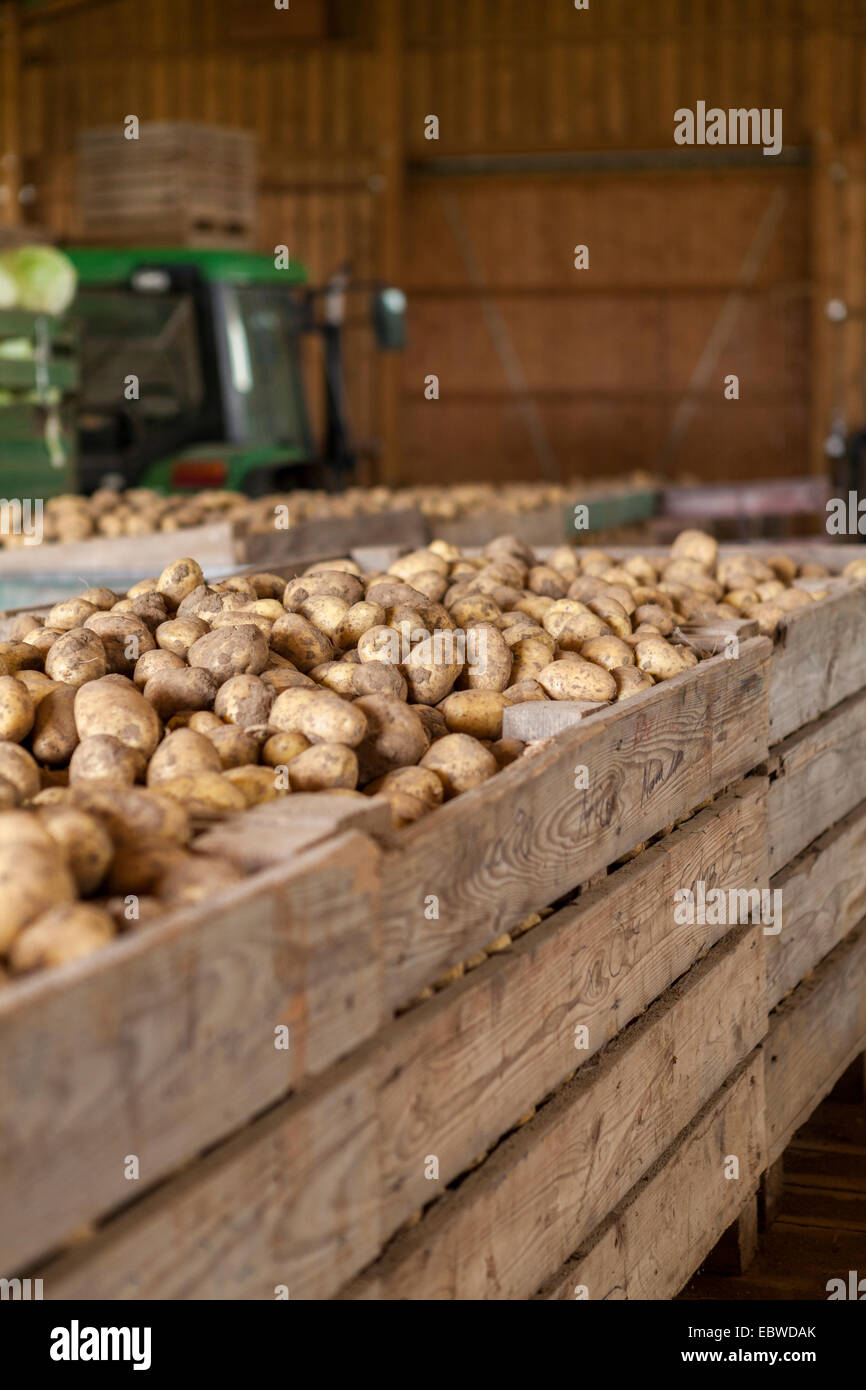 Harvested potatoes in farm trailer hi-res stock photography and images ...