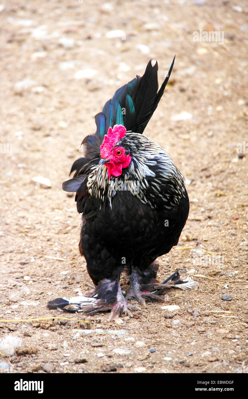 Chicken, Rooster, Bird, in its animal element Stock Photo - Alamy