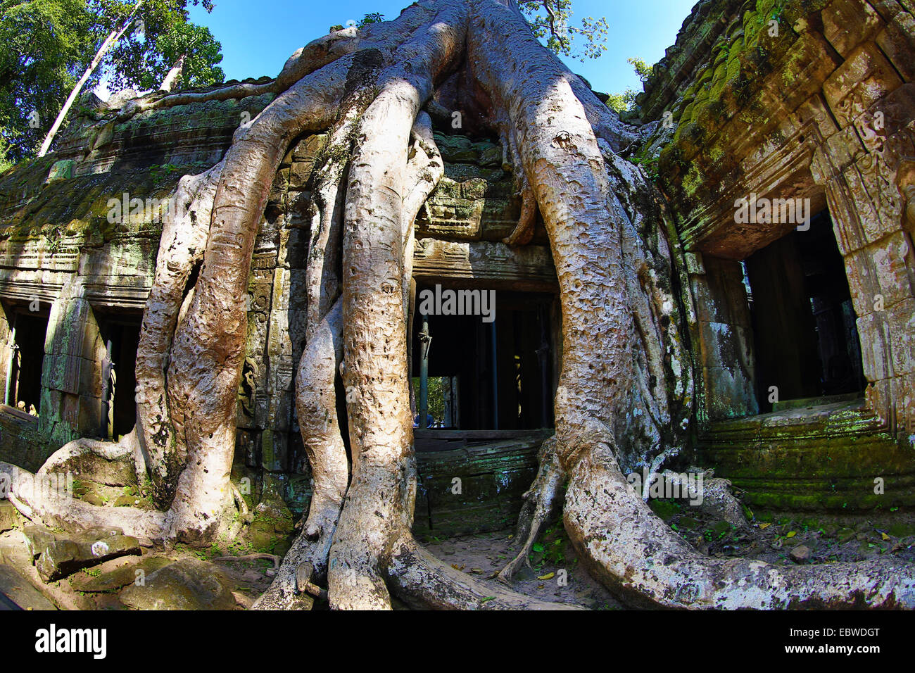 Giant tree roots at Ta Phrom, Khmer Temple in Angkor, Siem Reap ...
