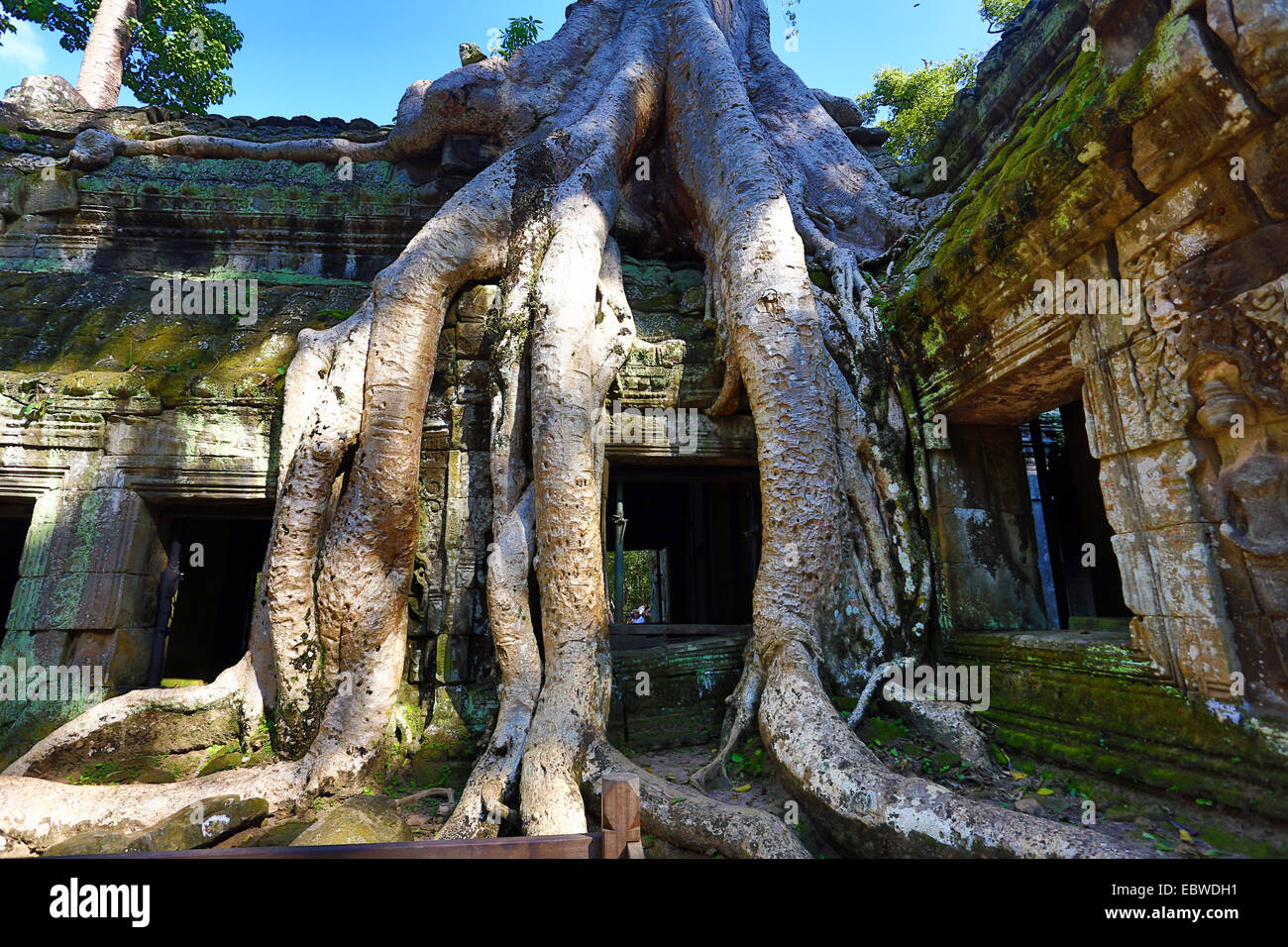 Khmer tree hi-res stock photography and images - Alamy