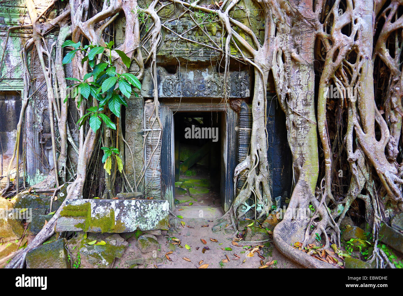 Giant tree roots at Ta Phrom, Khmer Temple in Angkor, Siem Reap ...