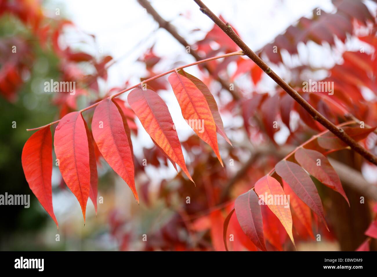 Flora and fuana hi-res stock photography and images - Alamy