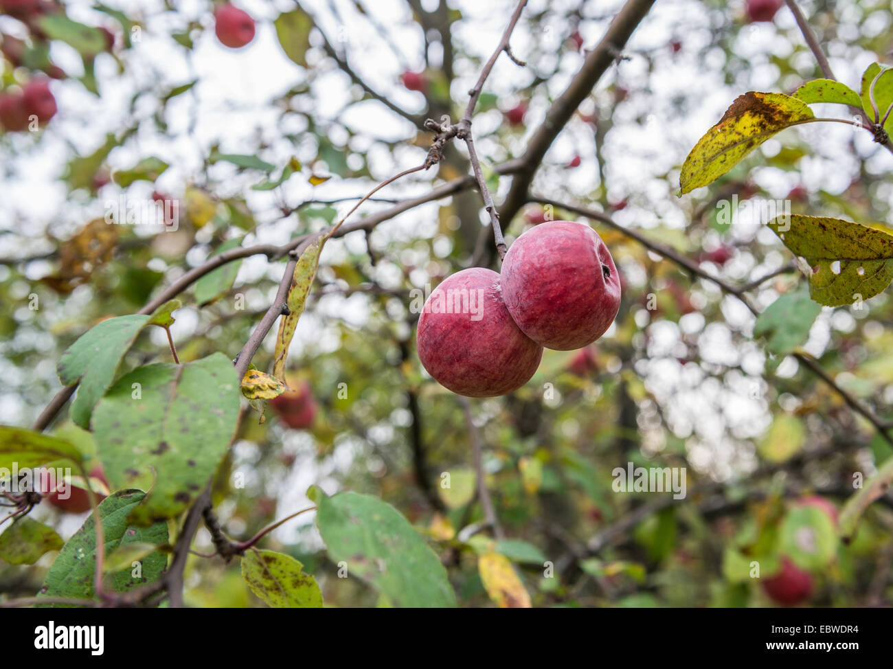 Apple-tree in Chernobyl Exclusion Zone, Ukraine Stock Photo - Alamy