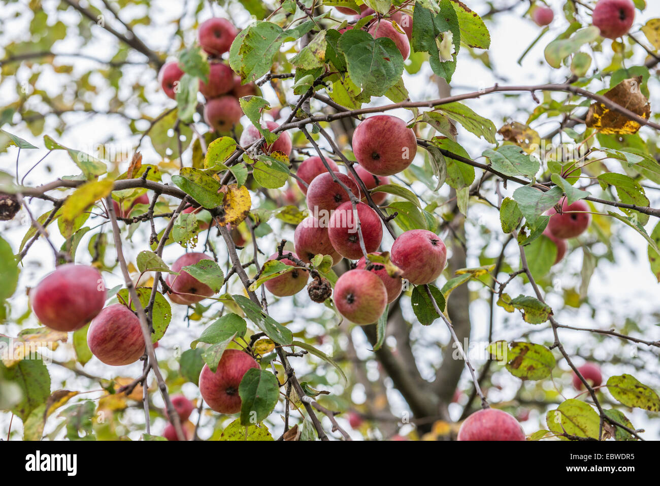 Small Apple Fruits Tree High Resolution Stock Photography and Images ...