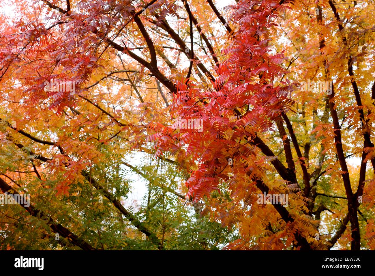 Fall colors in october hi-res stock photography and images - Alamy