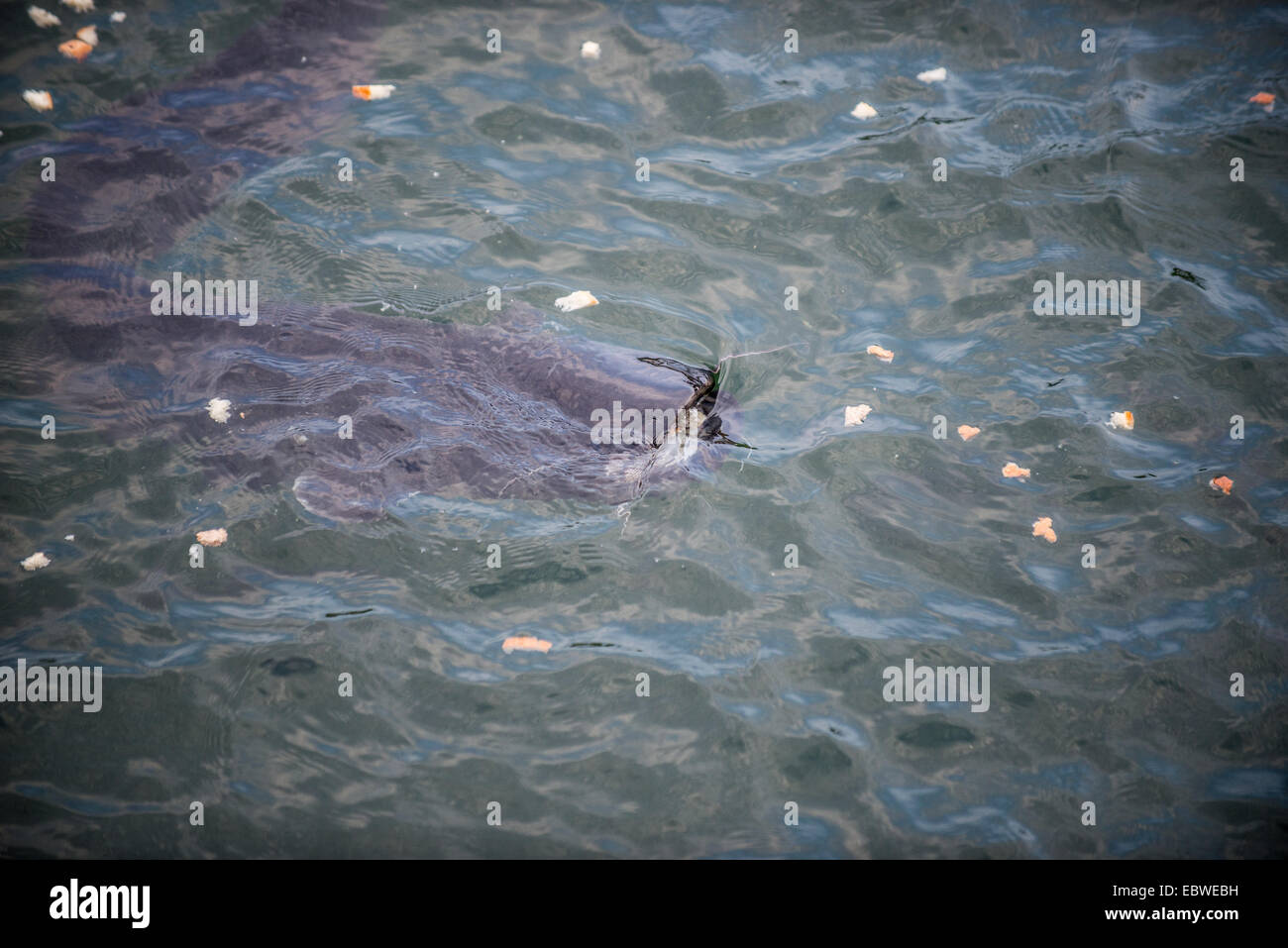 Chernobyl catfish hi-res stock photography and images - Alamy
