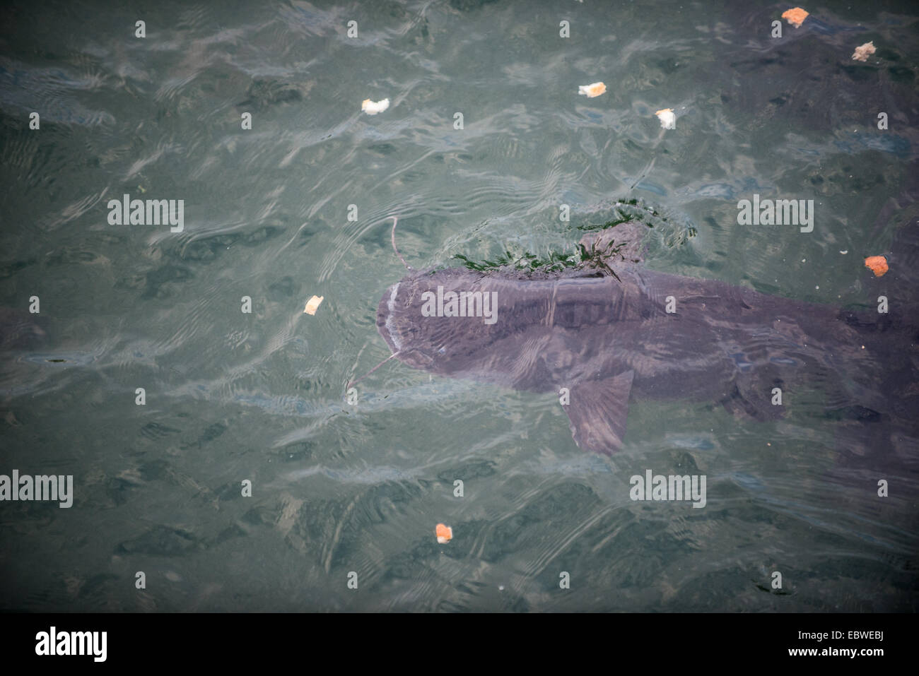 Mutated Fish Chernobyl Diaries