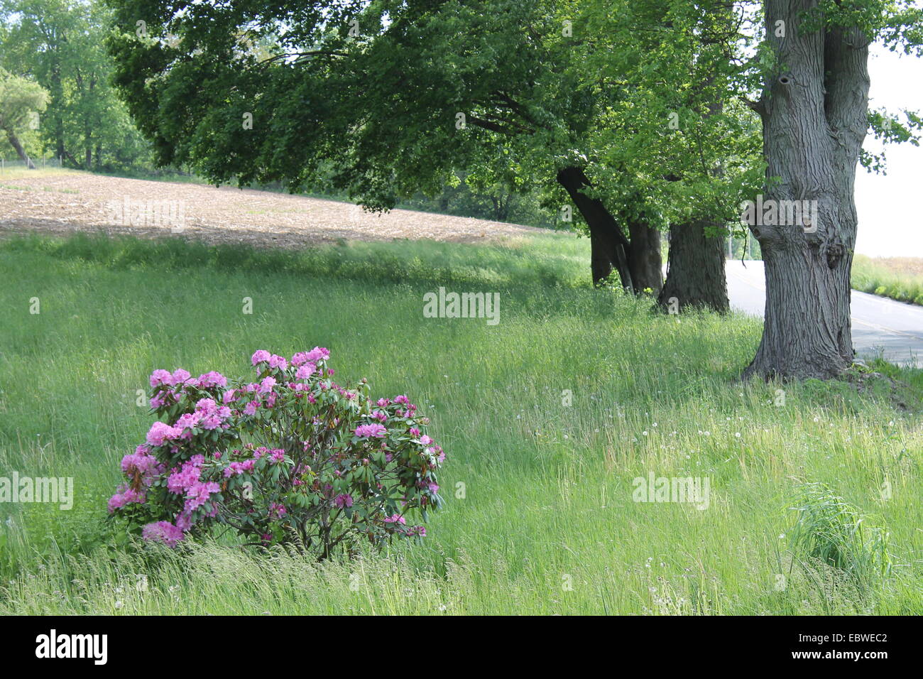 Green field trees flowers hi-res stock photography and images - Alamy