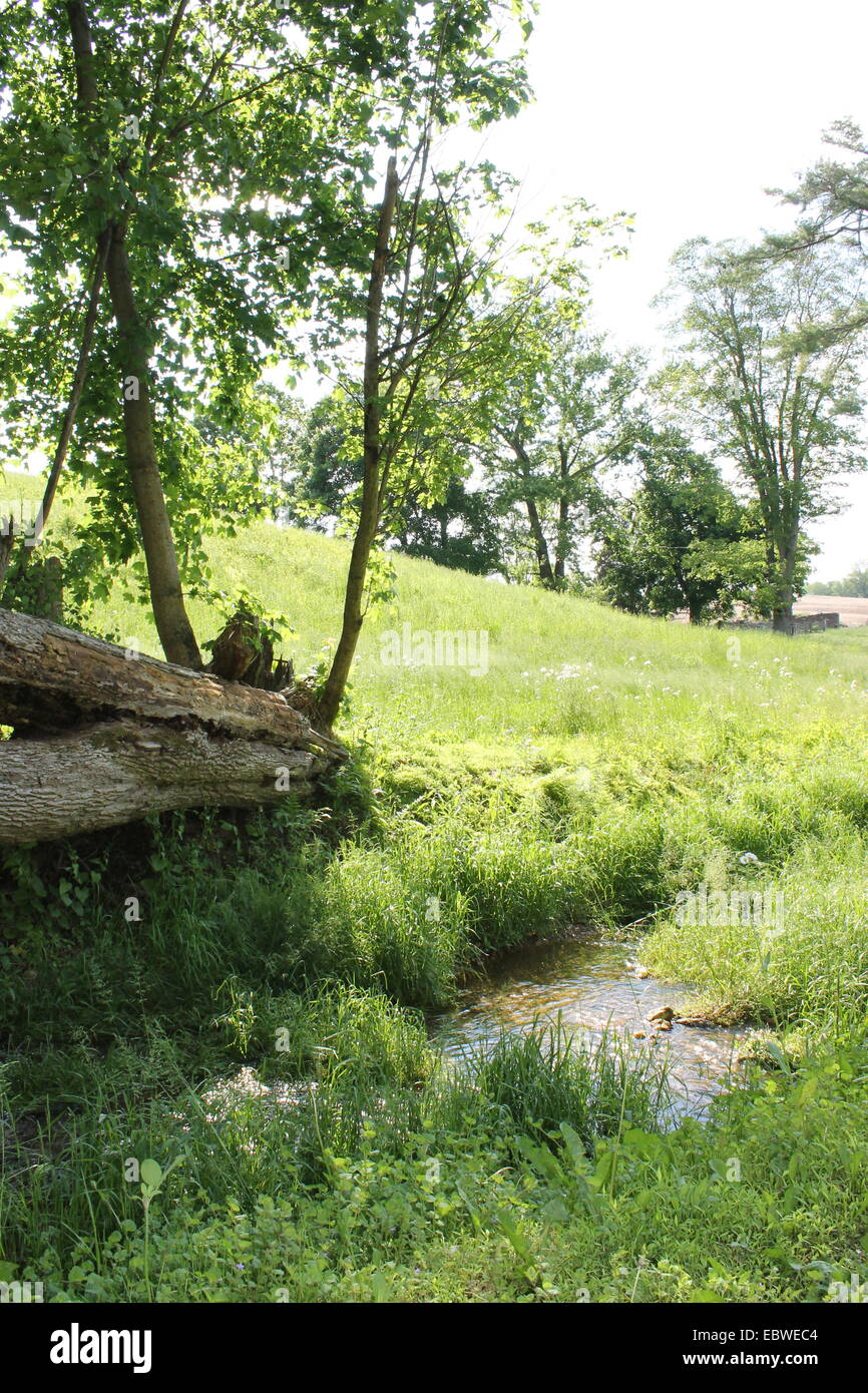 Stream with trees and grass hi-res stock photography and images - Alamy