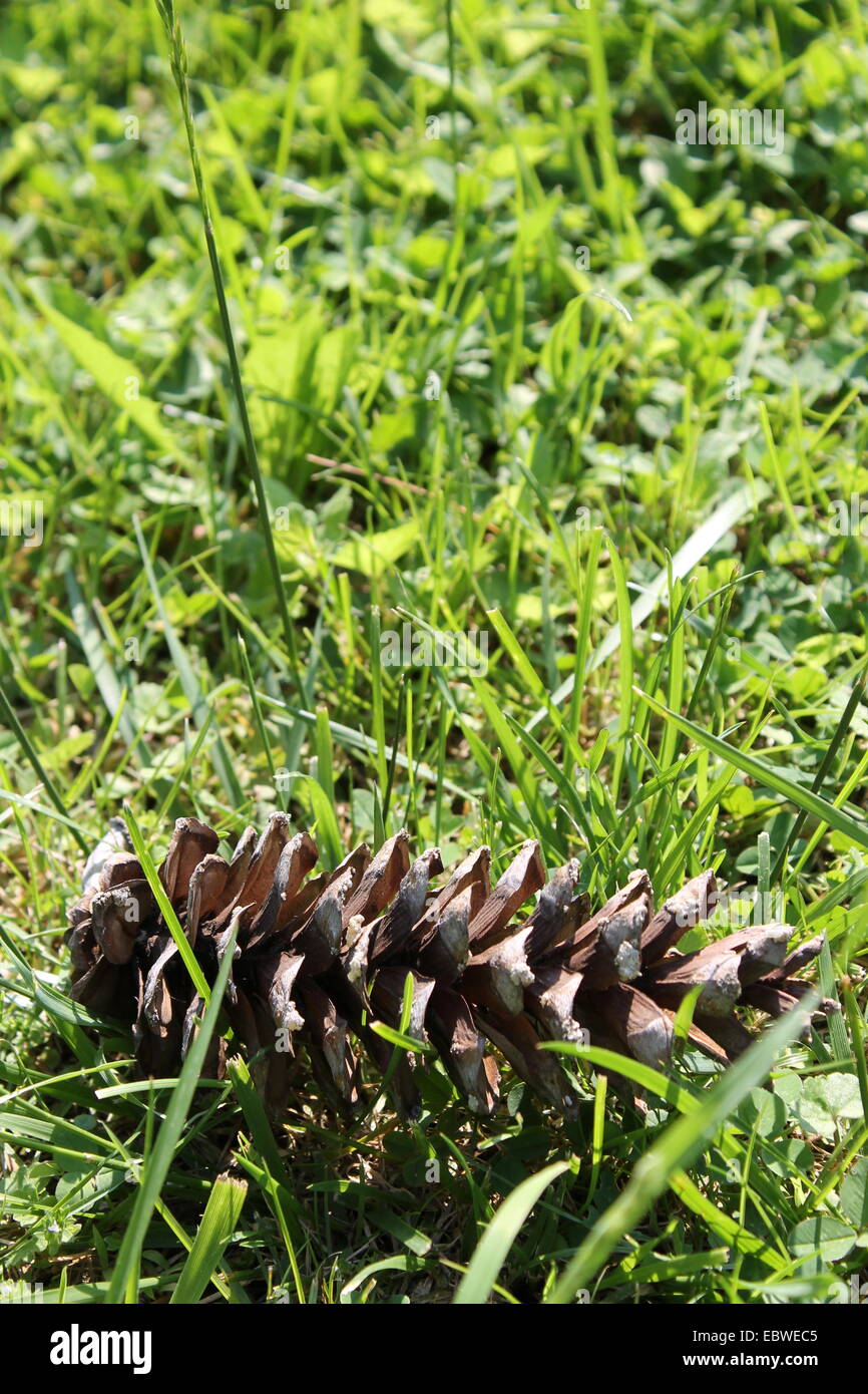 Pinecone in grass Stock Photo - Alamy