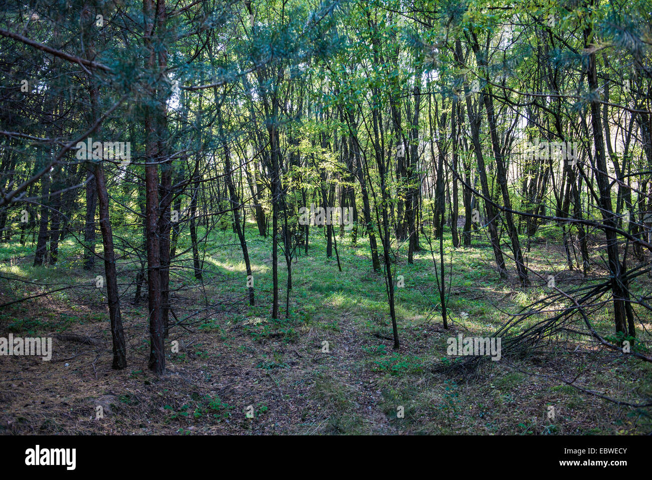 Chernobyl disaster forest hi-res stock photography and images - Alamy
