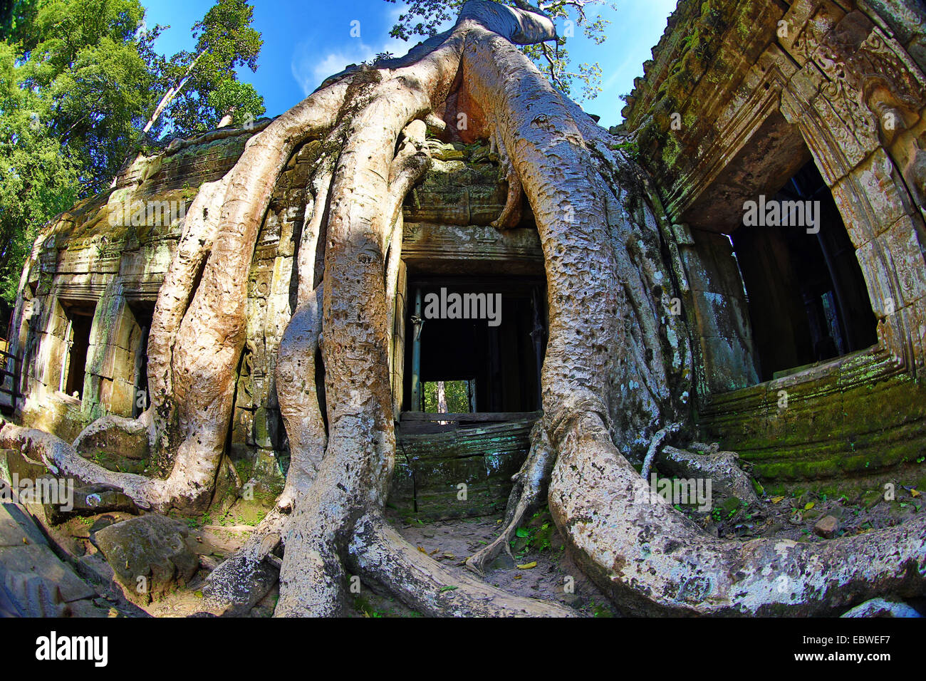 Giant tree roots at Ta Phrom, Khmer Temple in Angkor, Siem Reap ...