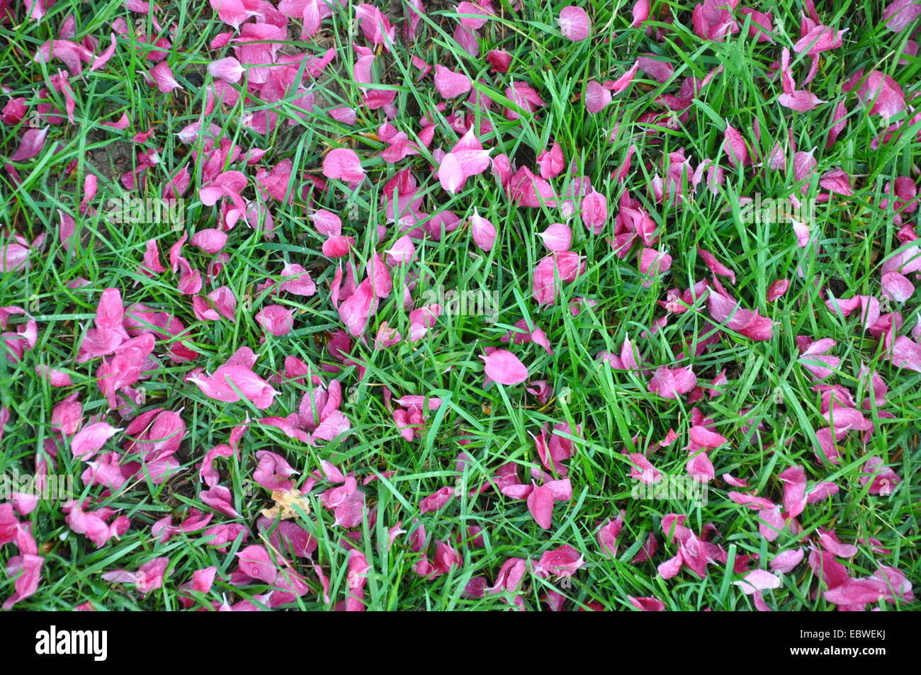 Fallen blossom hi-res stock photography and images - Alamy