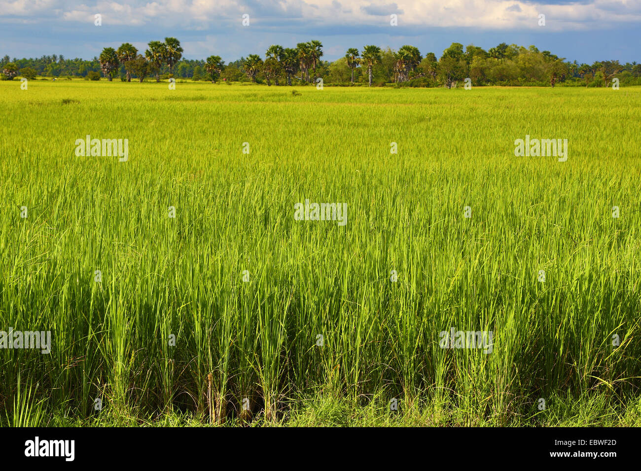 Green fields and rice paddies near Angkor, Siem Reap, Cambodia Stock ...
