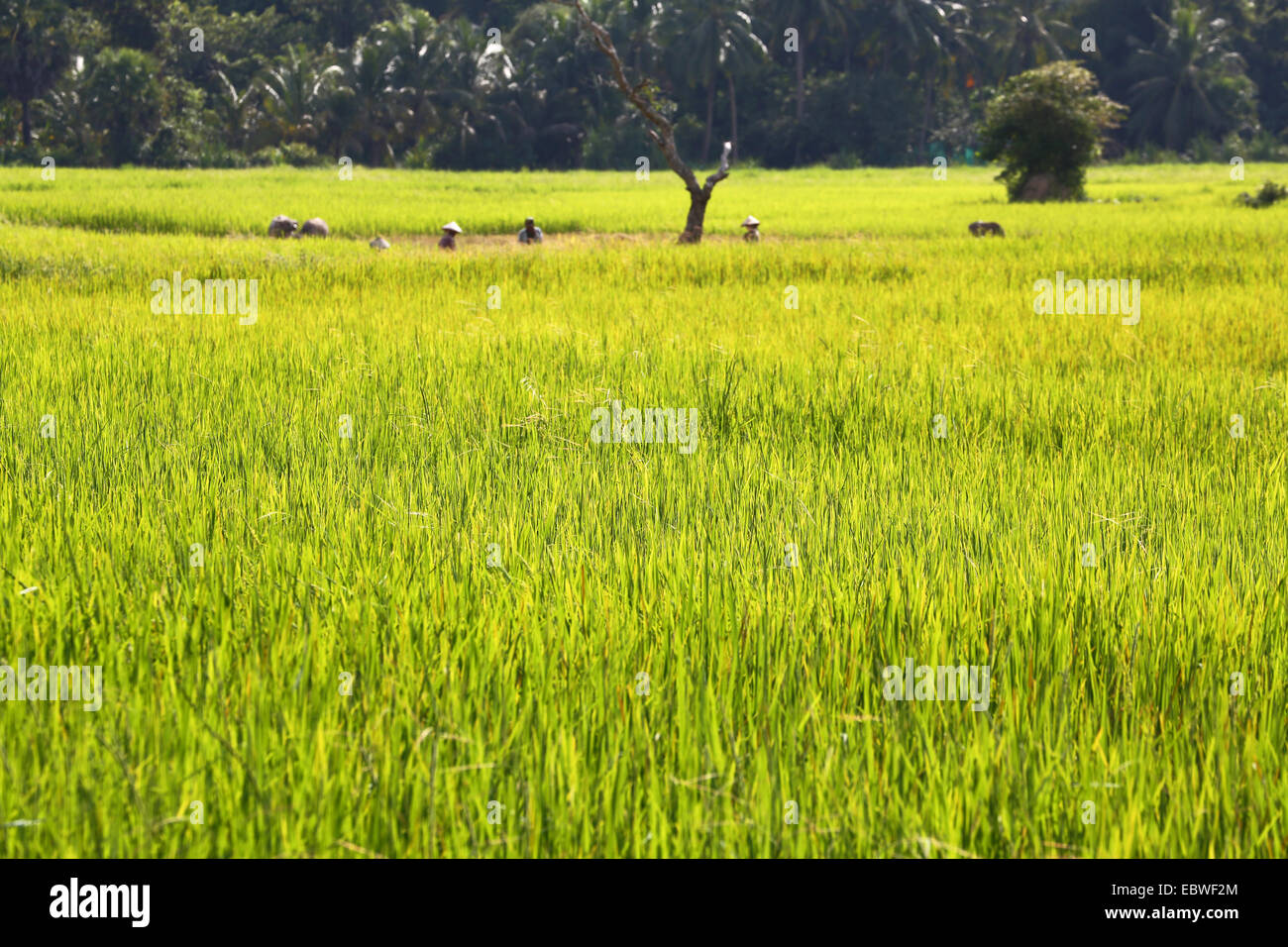 Green fields and rice paddies near Angkor, Siem Reap, Cambodia Stock ...