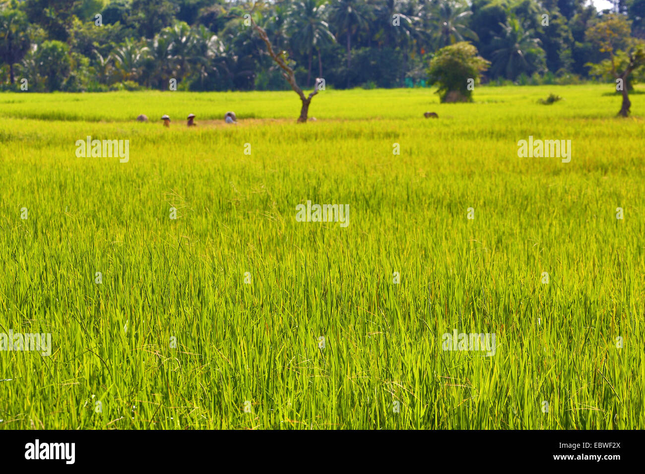 Paddy field cambodia hi-res stock photography and images - Alamy