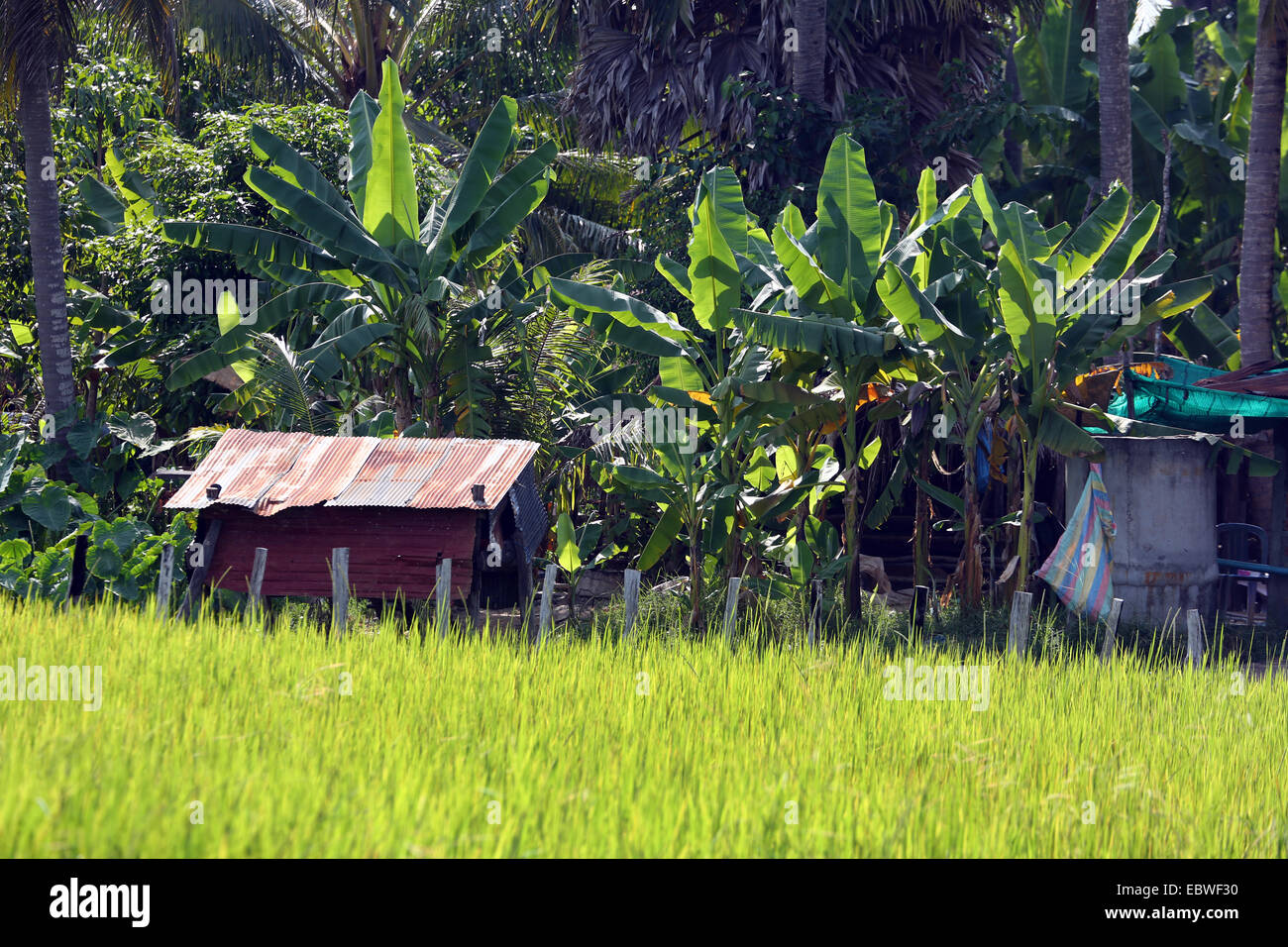 Green fields and rice paddies near Angkor, Siem Reap, Cambodia Stock ...