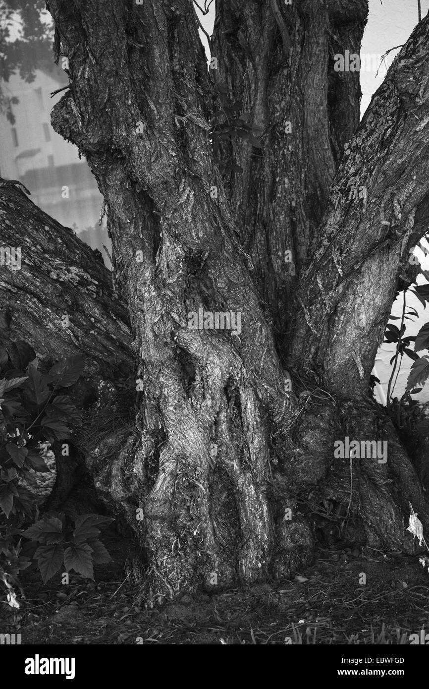 An Old Tree Trunk The tree trunk is old and full of knots. It makes an ...