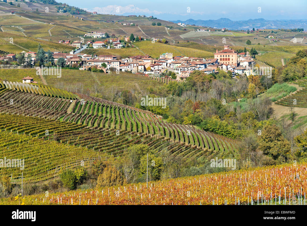 Italy,panorama of vineyards of Piedmont: Langhe-Roero and Monferrato on ...