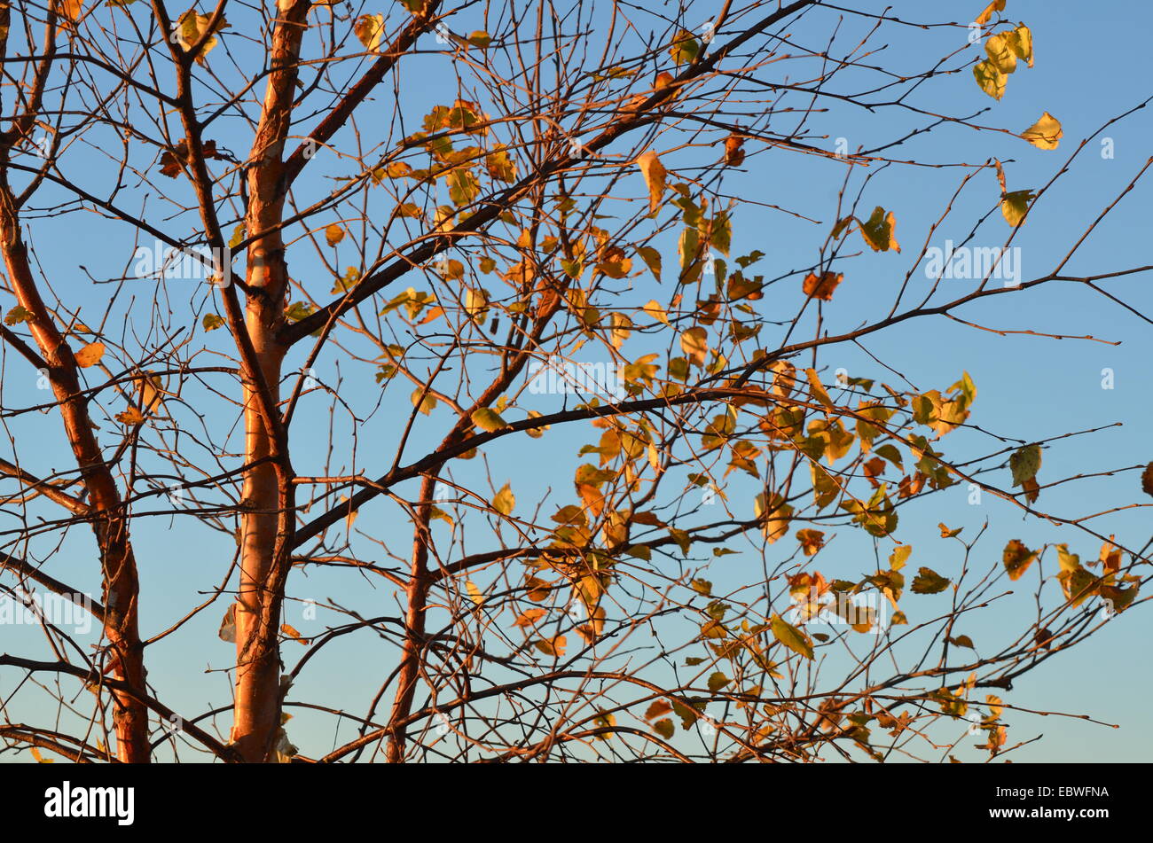 tree branches and blue sky Stock Photo - Alamy