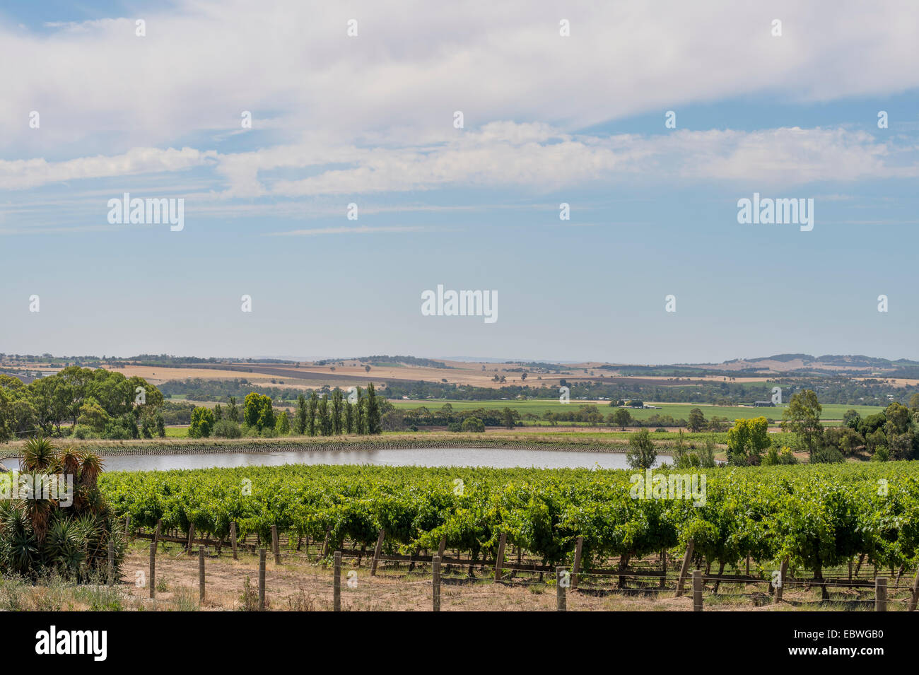 Vineyard in barossa valley south hi-res stock photography and images ...