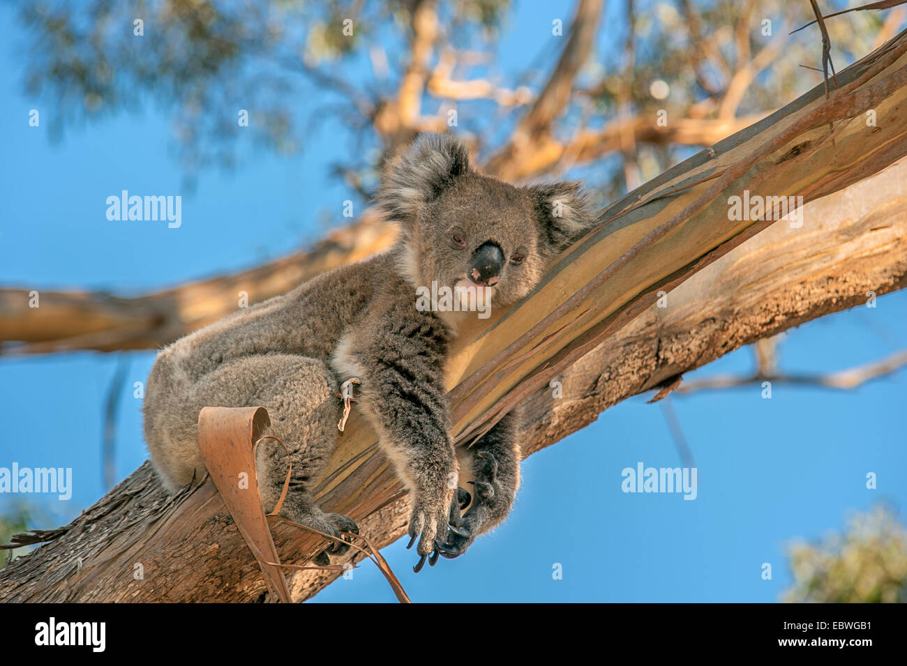 A drowsy koala wakes briefly from its nap. The koala is draped over a ...