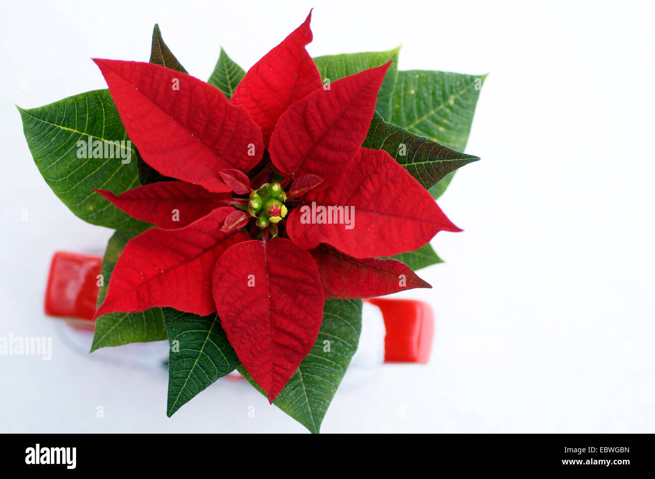 Single Perfect Poinsettia Stock Photo - Alamy