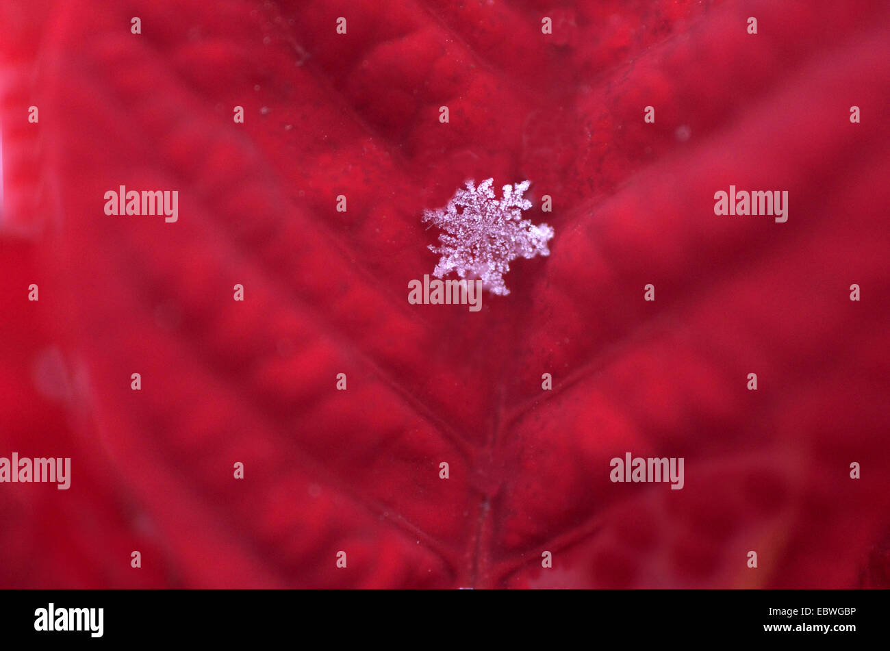Real snowflake hi-res stock photography and images - Alamy