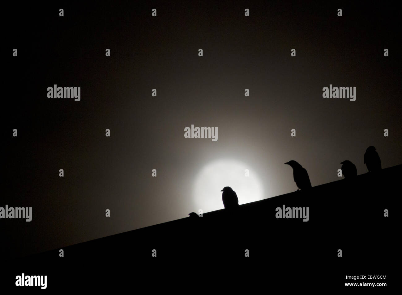 Middletown, New York, USA. 4th Dec, 2014. Crows gather on the roof of a ...