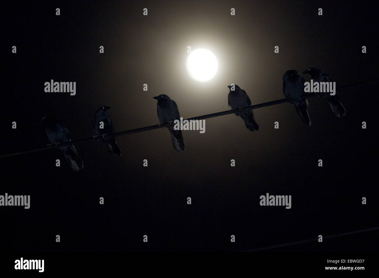 Middletown, New York, USA. 4th Dec, 2014. Crows perch on a wire as the ...