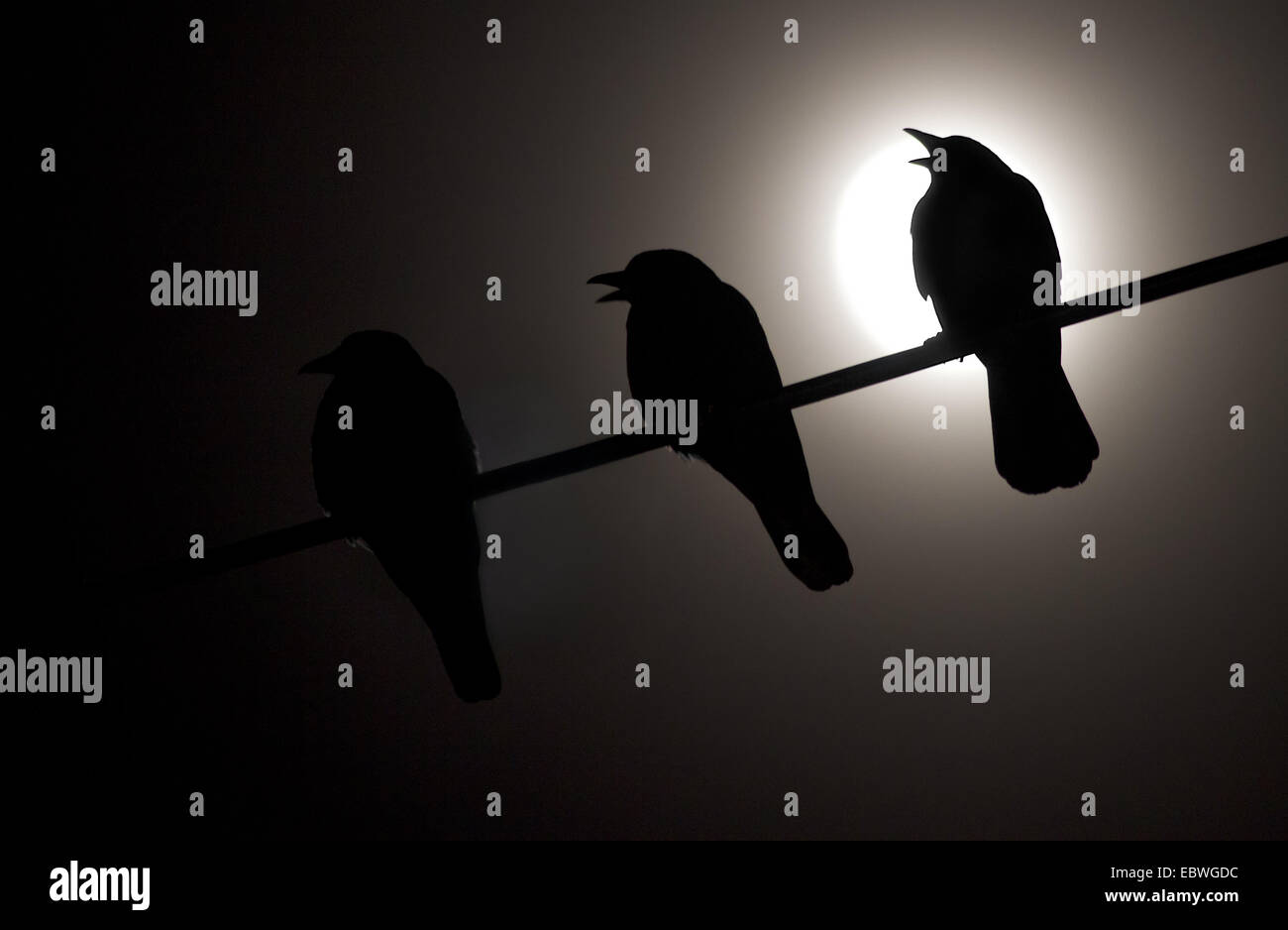 Middletown, New York, USA. 4th Dec, 2014. Crows perch on a wire as the ...