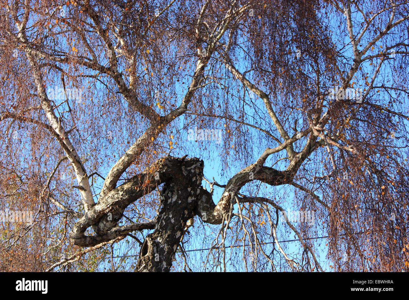 An old tree with many branches spreading out in all directions Stock ...