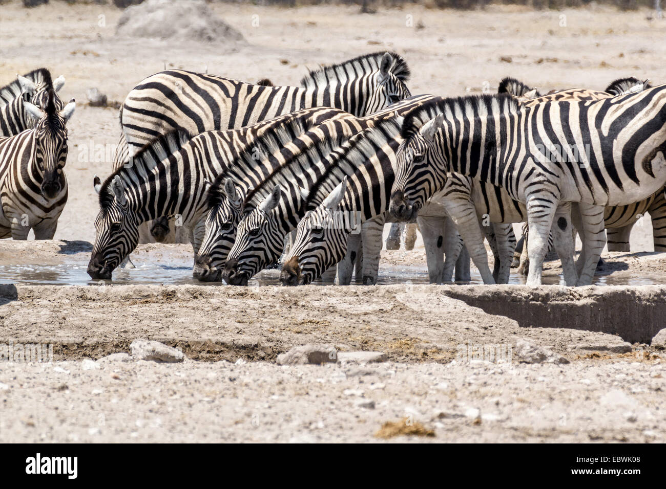 Young animal drinking at the waterhole hi-res stock photography and ...