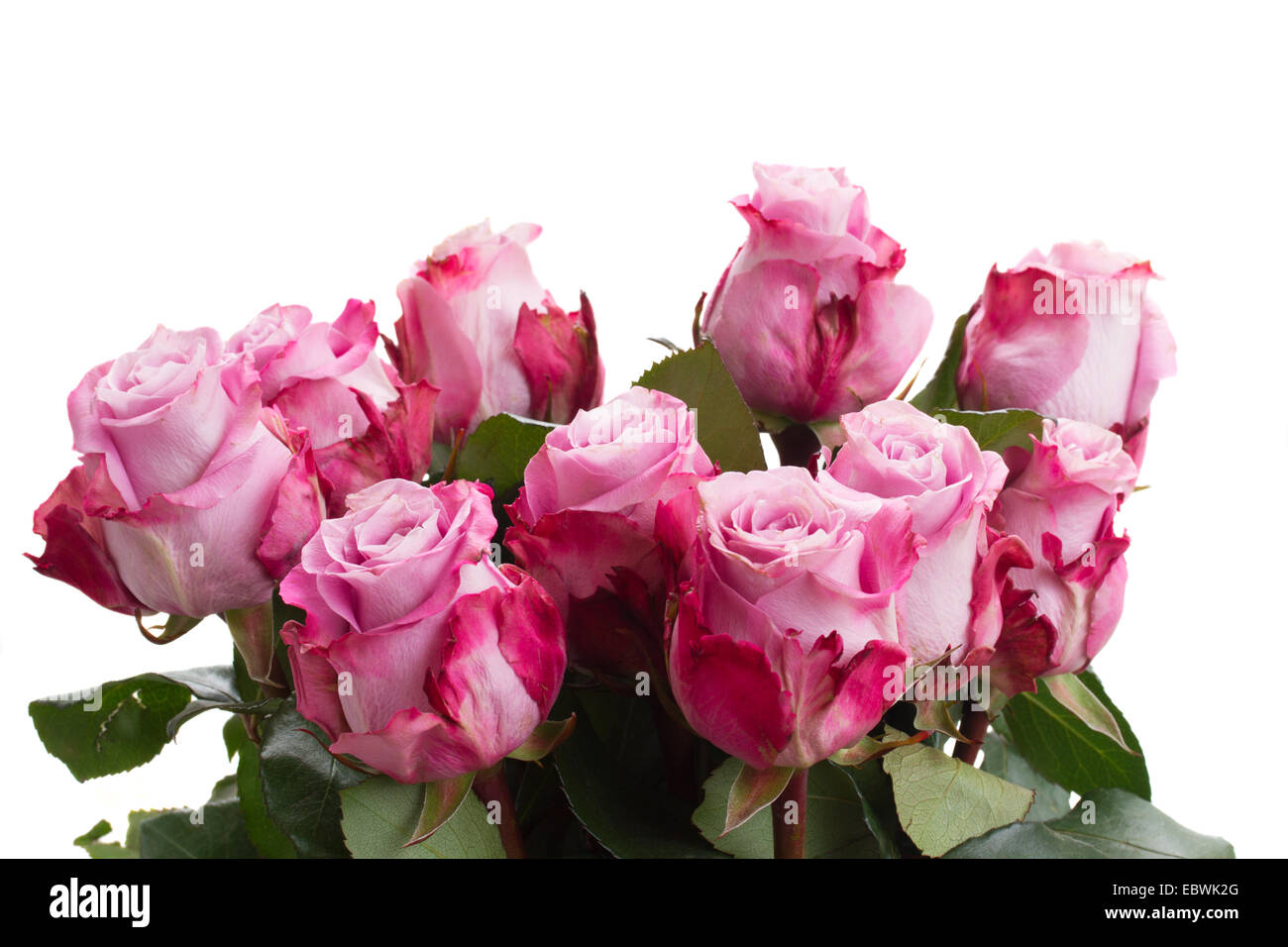 rose flowers close up Stock Photo - Alamy