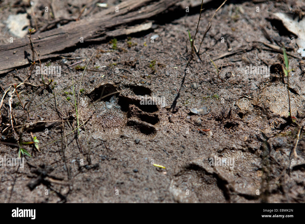 Tasmanian Devil pawprint in mud near Murdunna, Forestier Peninsula ...