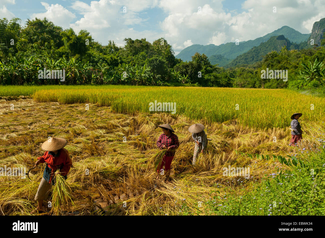Laos rice field near hi-res stock photography and images - Alamy