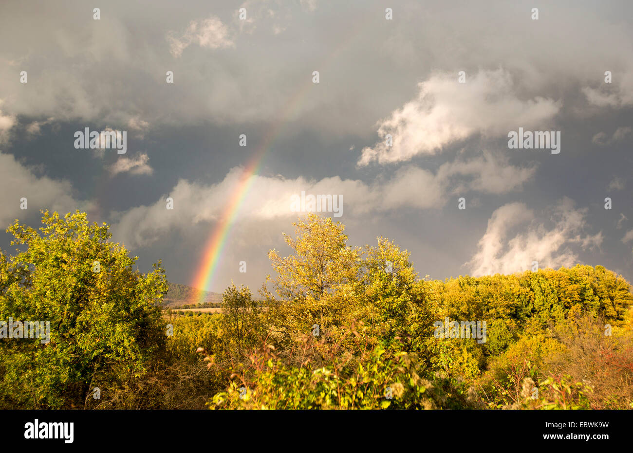 Beautiful rainbow over trees Stock Photo - Alamy