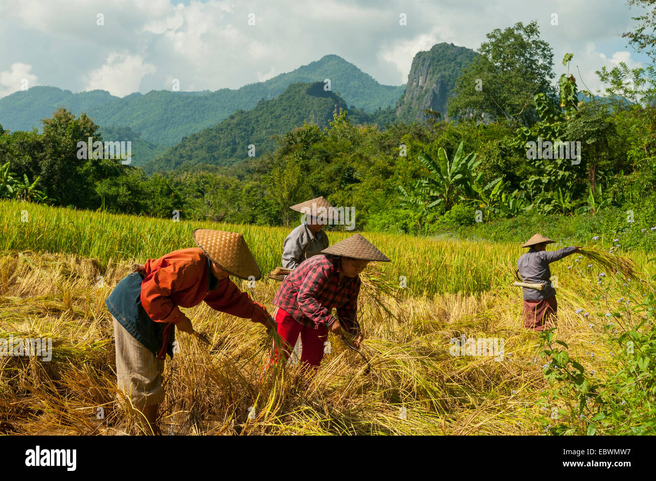Laos Rice Field High Resolution Stock Photography and Images - Alamy