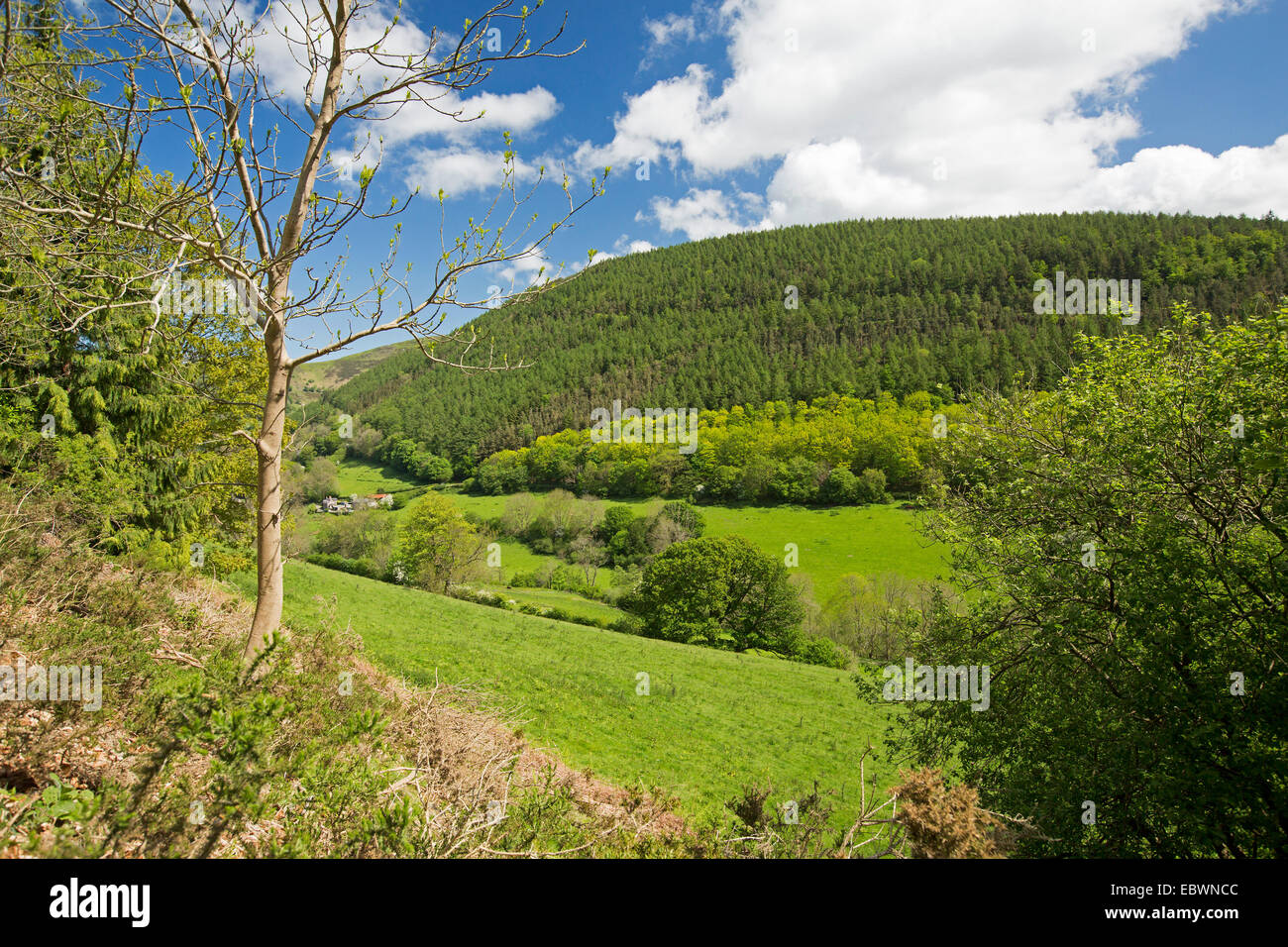 Pine of wales hi-res stock photography and images - Alamy