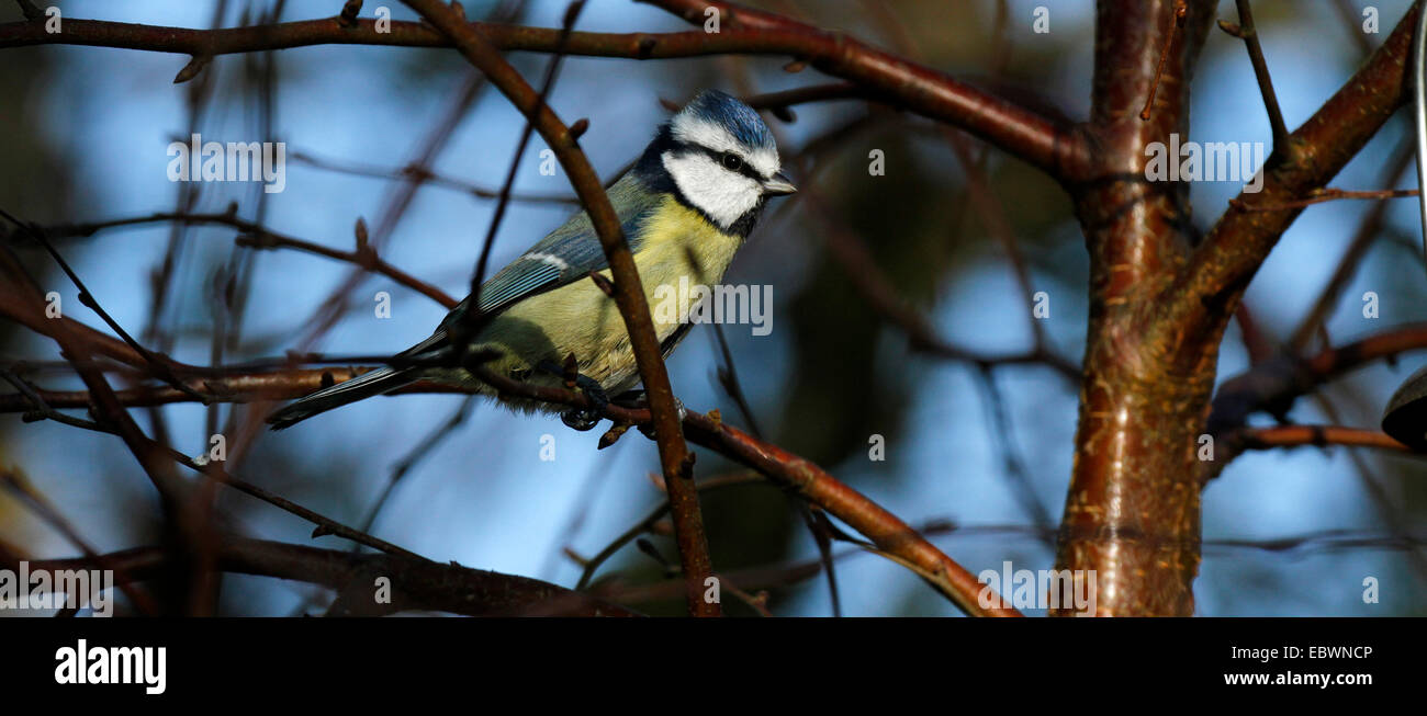 Panoramic picture of the Eurasian Blue Tit, a beautiful garden bird ...