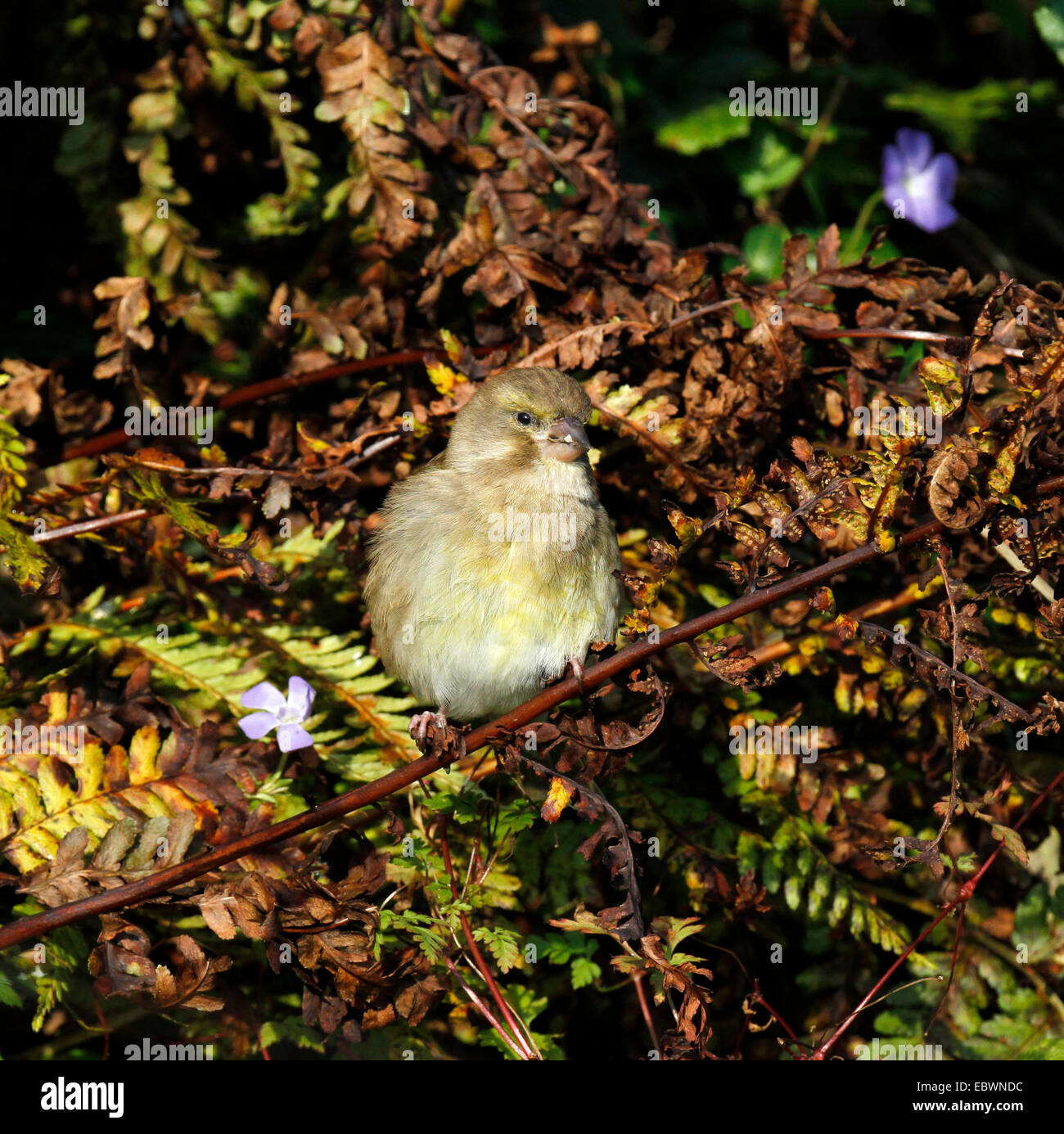 Square picture of a female Green finch ground feeding for insects among ...