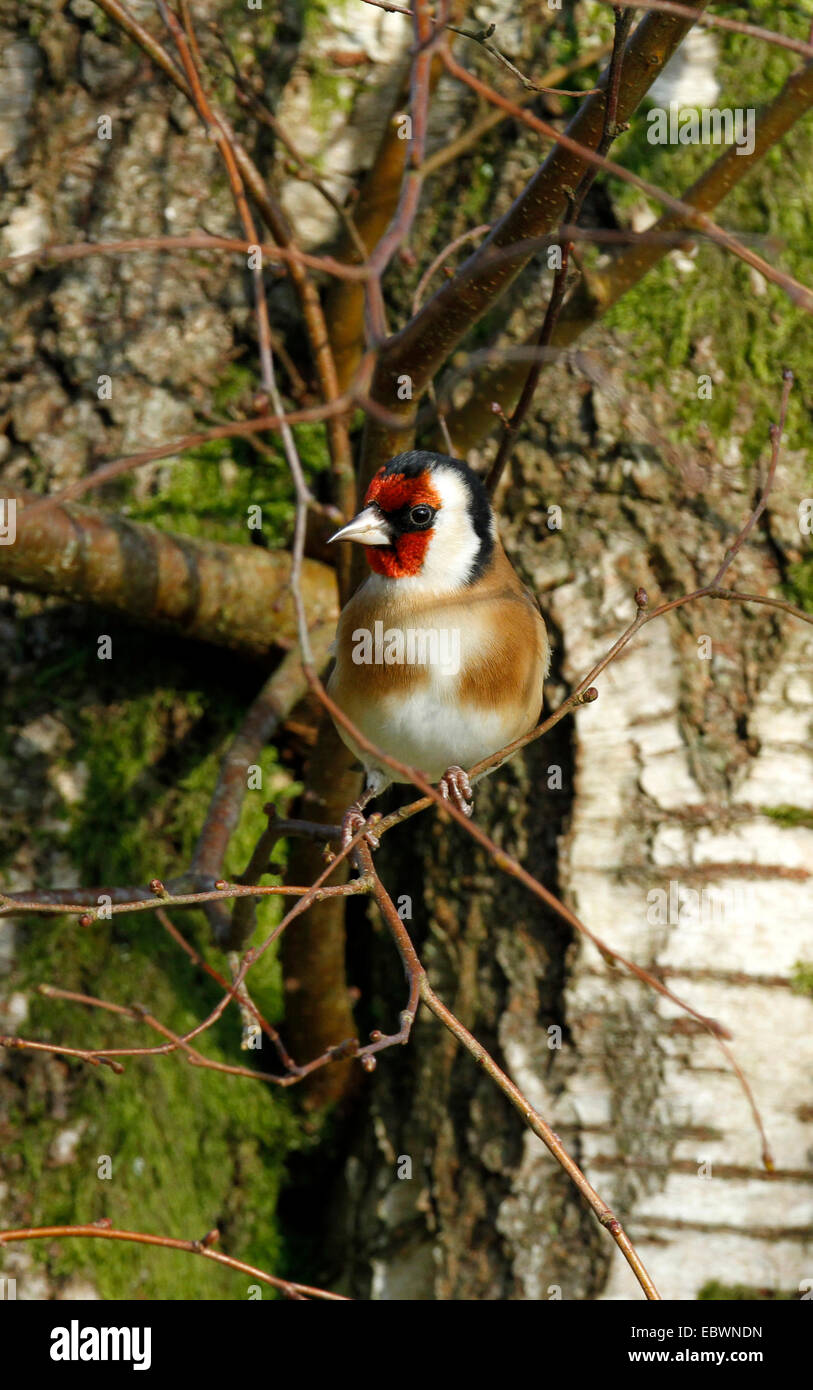 The beautiful European Goldfinch feeding on a silver birch tree. Red ...