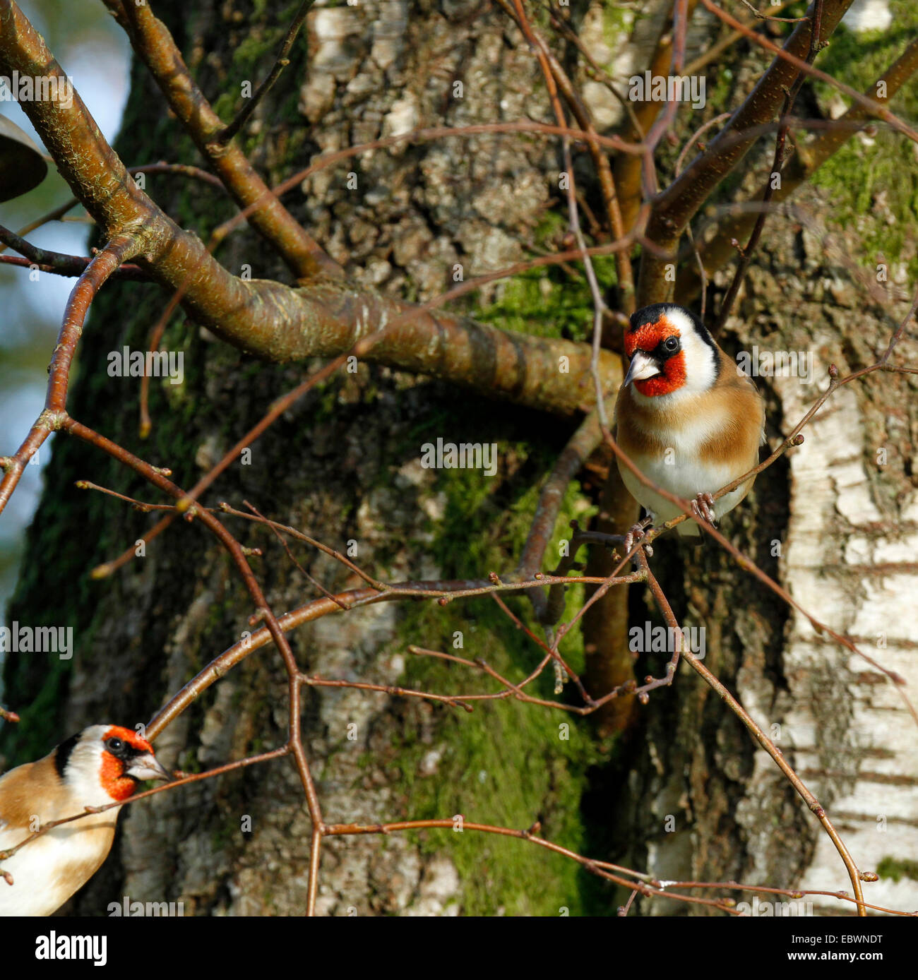 Silver finches hi-res stock photography and images - Alamy