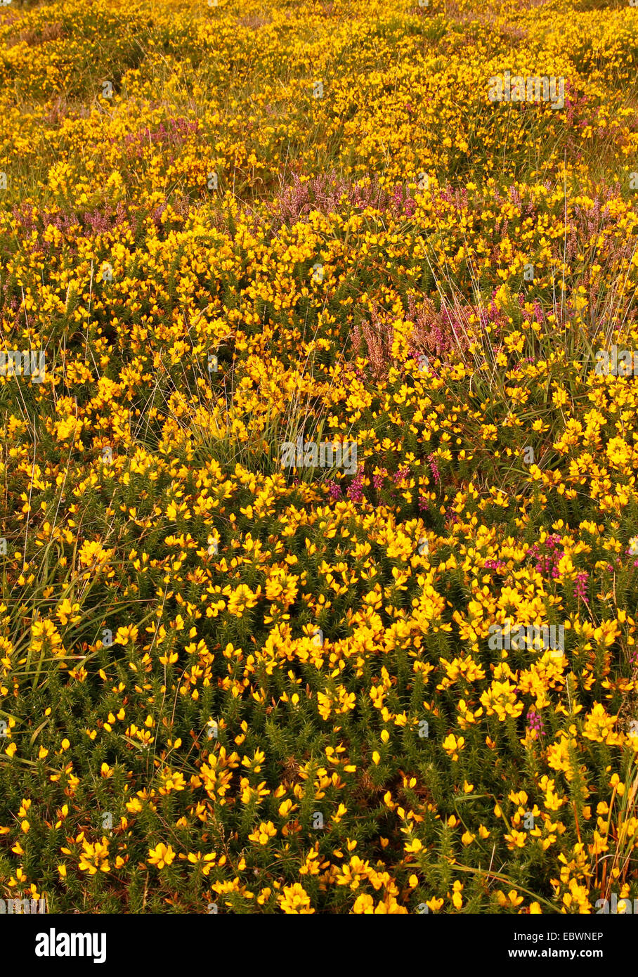 Portrait picture brightly colored heather and gorse flowers on Dartmoor ...