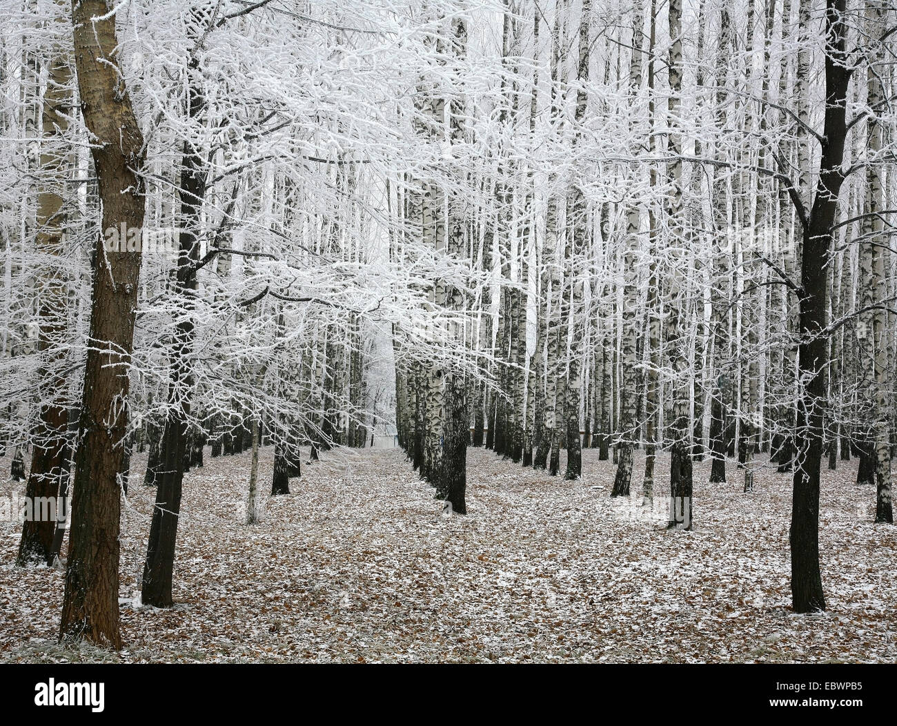 Beautiful winter trees Stock Photo - Alamy