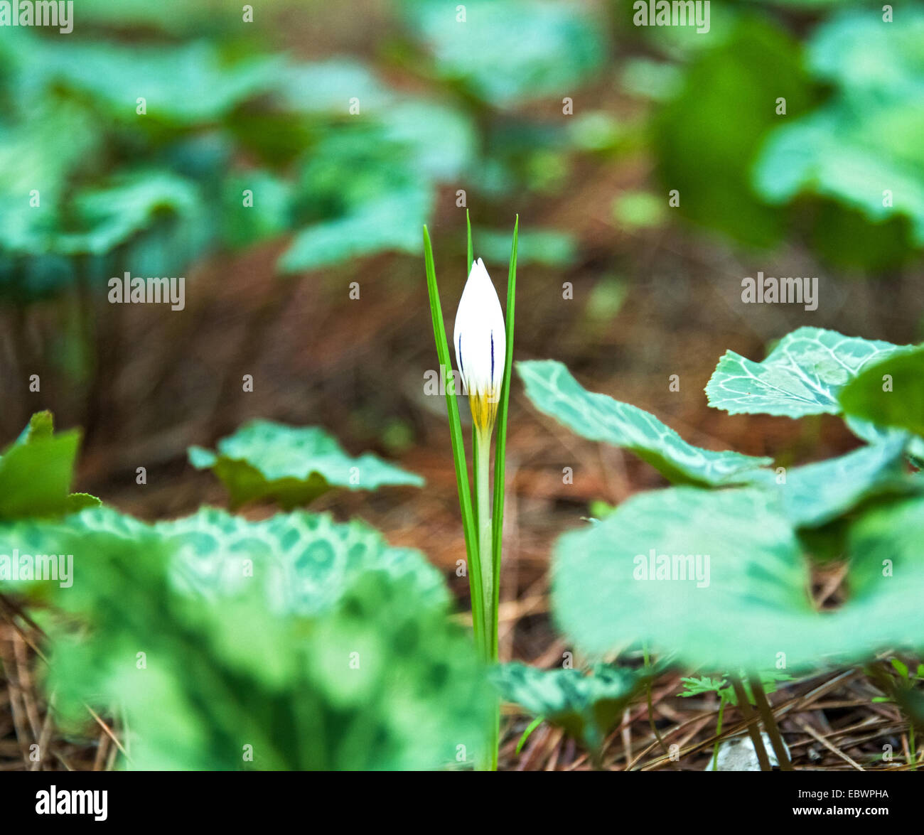 Beautiful purple crocus flower photos in a winter forest in Israel ...