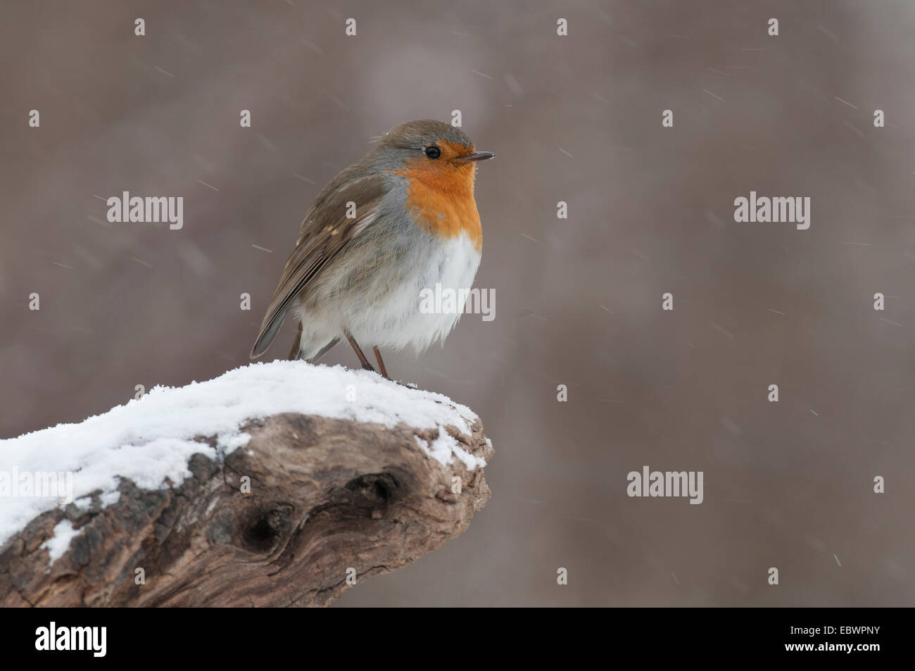 Male robin hi-res stock photography and images - Alamy